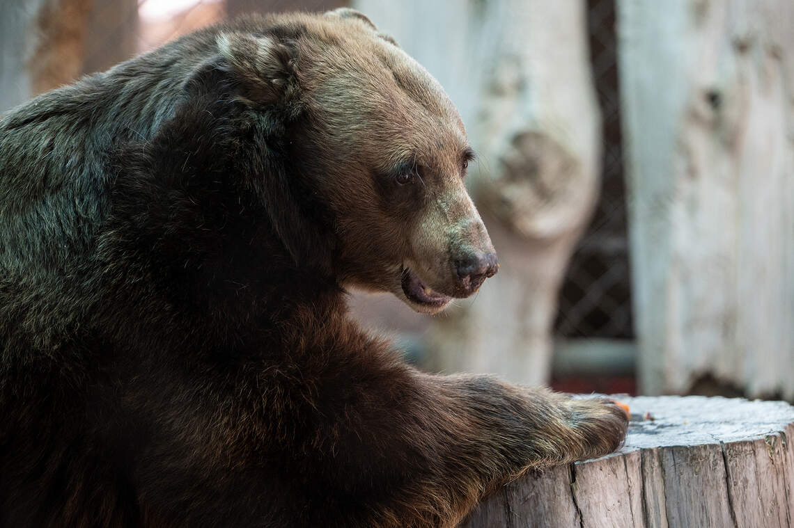 Merced’s Applegate Zoo closing Jan. 1 for upgrades in Merced | Merced ...