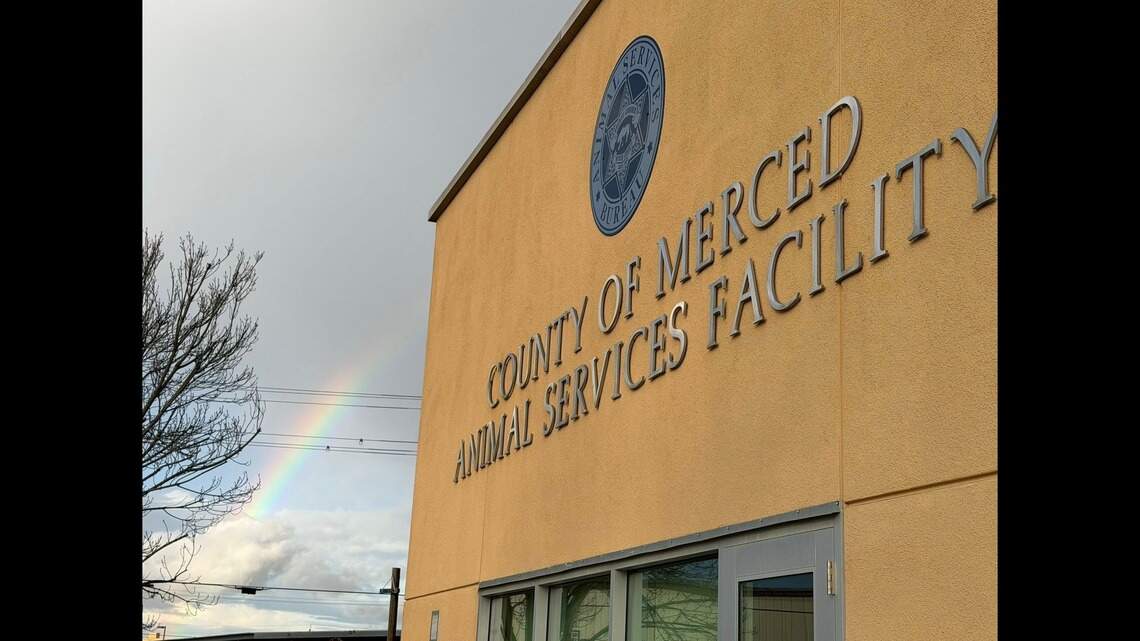Merced County animal shelter reopens after strep zoo outbreak | Merced ...