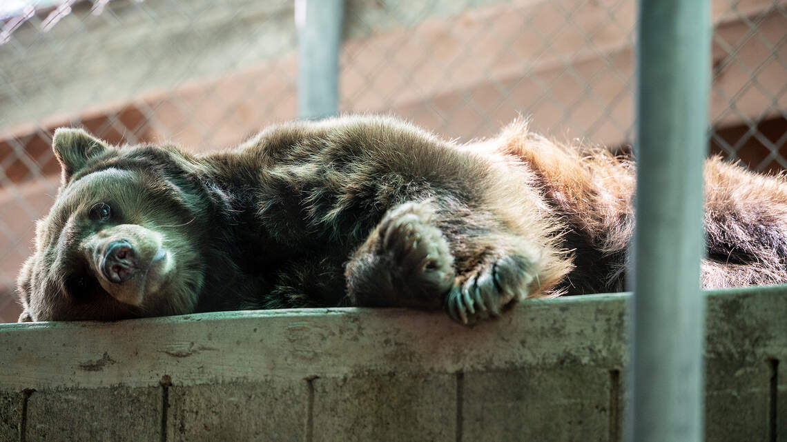 Merced’s Applegate Zoo closing Jan. 1 for upgrades in Merced | Merced ...
