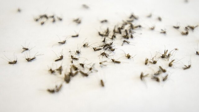 Invasive mosquito located in Delhi, CA | Merced Sun-Star