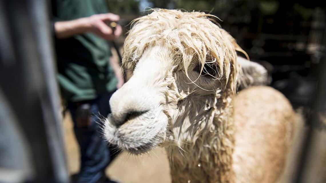 Keeping animals cool at Applegate Park Zoo | Merced Sun-Star