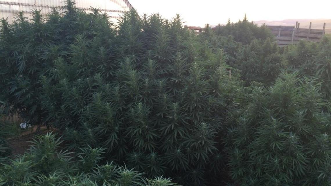 Merced deputies cracking down on marijuana during harvest | Merced Sun-Star